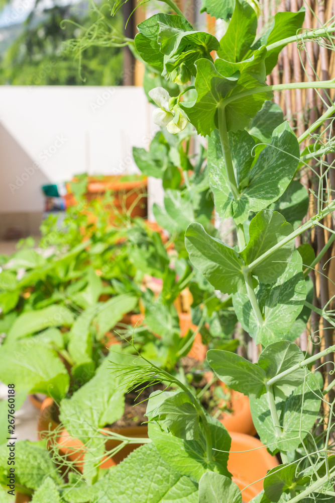 Healthy organic heirloom pea plant in bloom climbing trellis. Growing ...