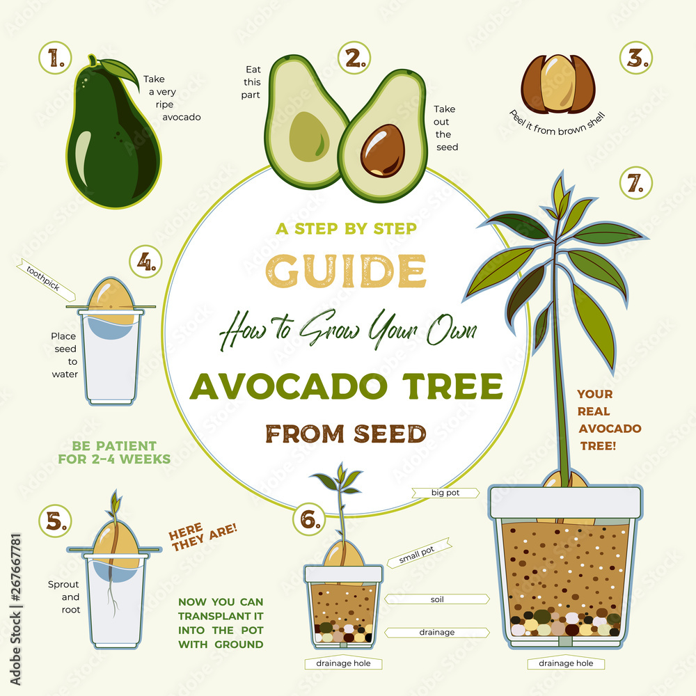 Avocado tree vector growing guide poster. Green simple instruction to ... Avocado tree vector growing guide poster. Green simple instruction to ...