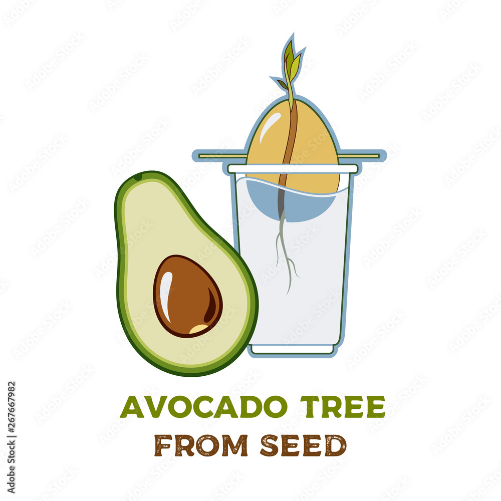 Avocado tree vector growing guide poster. Green simple instruction to ...