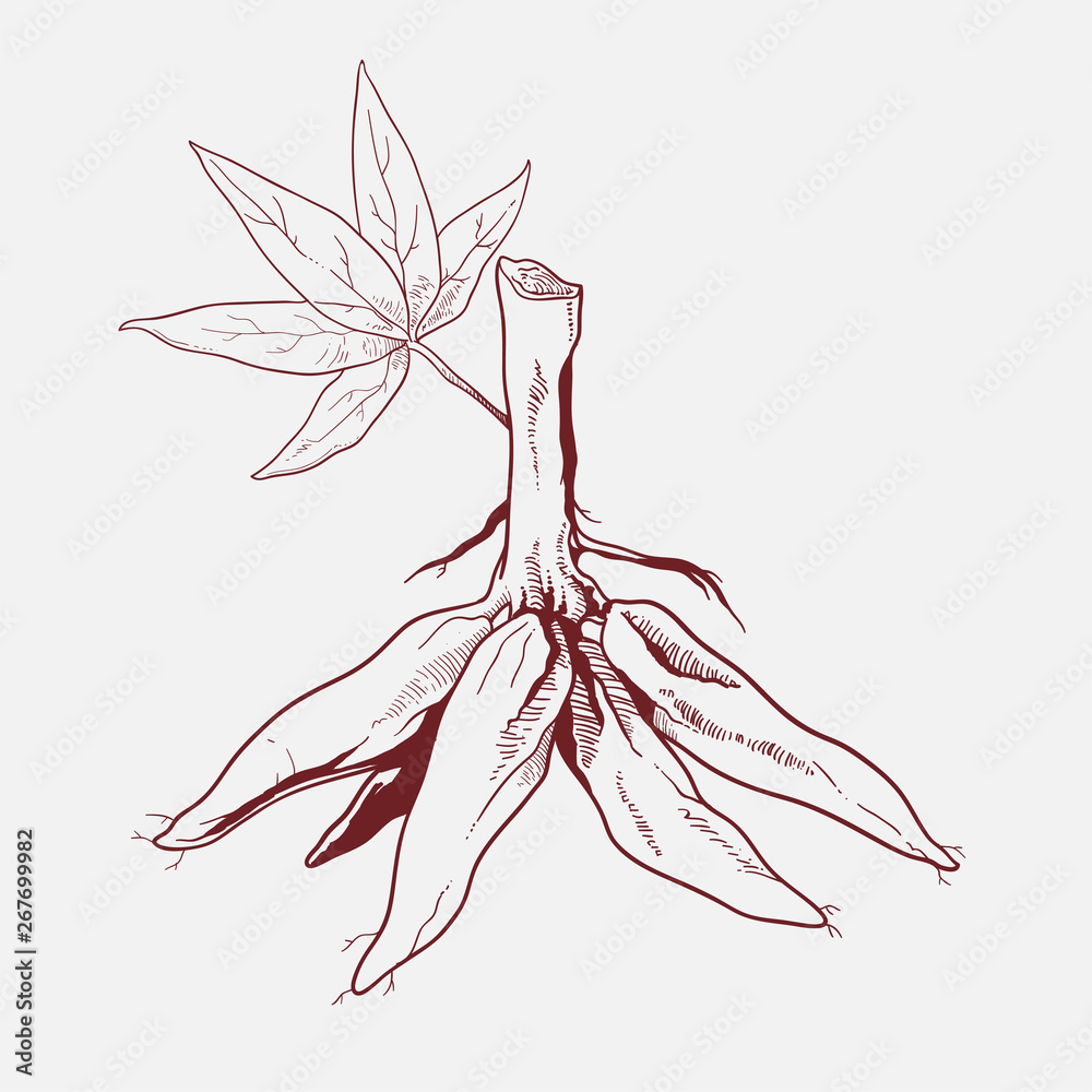 Cassava plant line illustration Stock Illustration | Adobe Stock