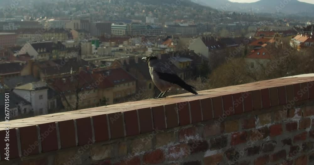 Crow sits with tense attention to the city on the castle wall of the ...