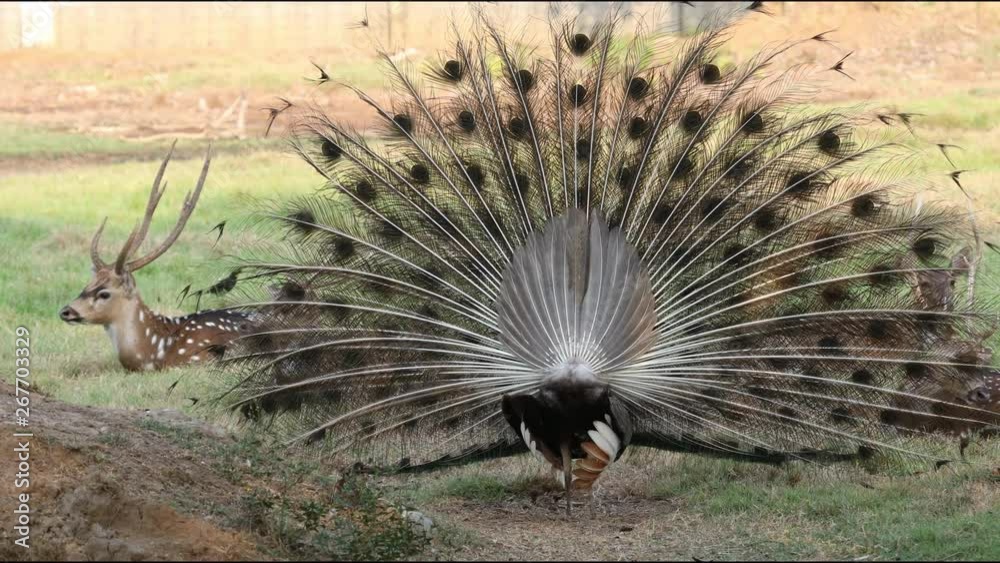 Video Stock The male Indian peacock is a beautiful tail showing for ...