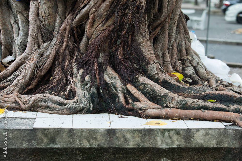 Roots of large trees,Air roots of trees, vines, parasites,twisted ...