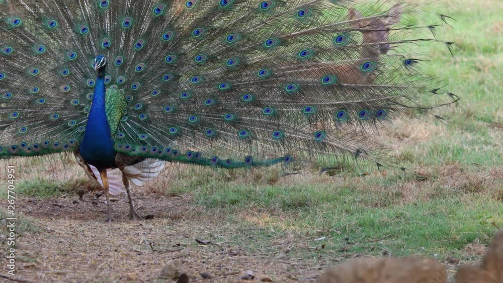Video „The male Indian peacock is a beautiful tail showing for female ...