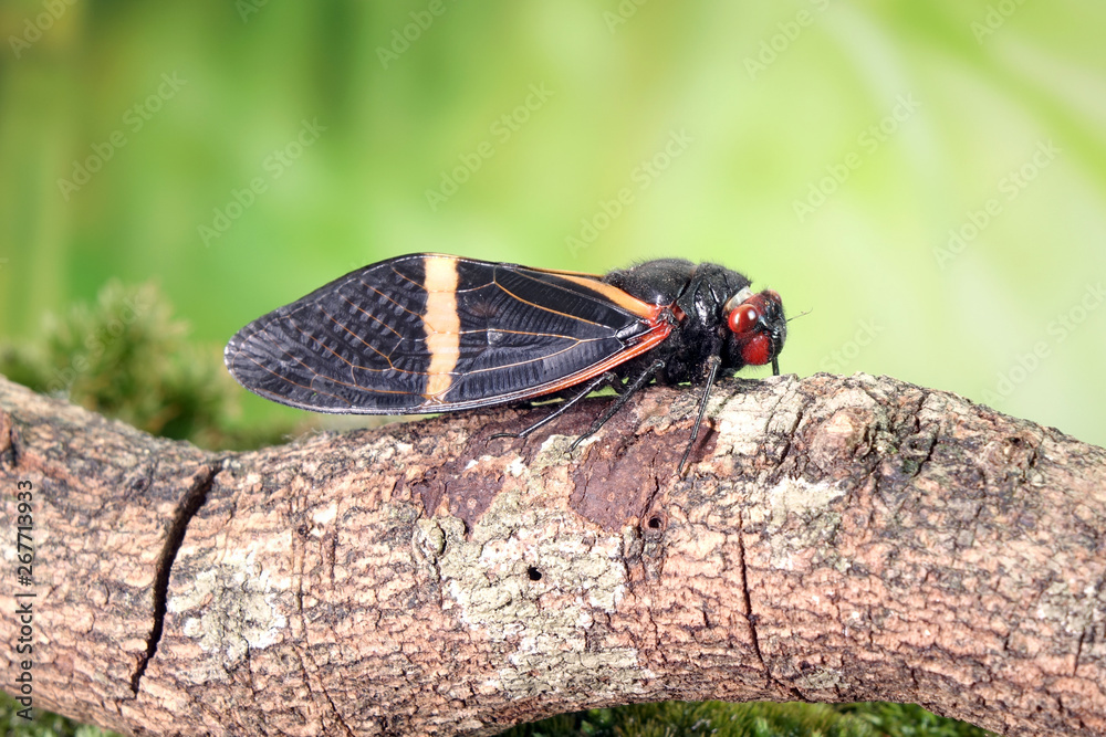 Cicada : Orange stripe butterfly-wings cicada (Tosena paviei) is a ...