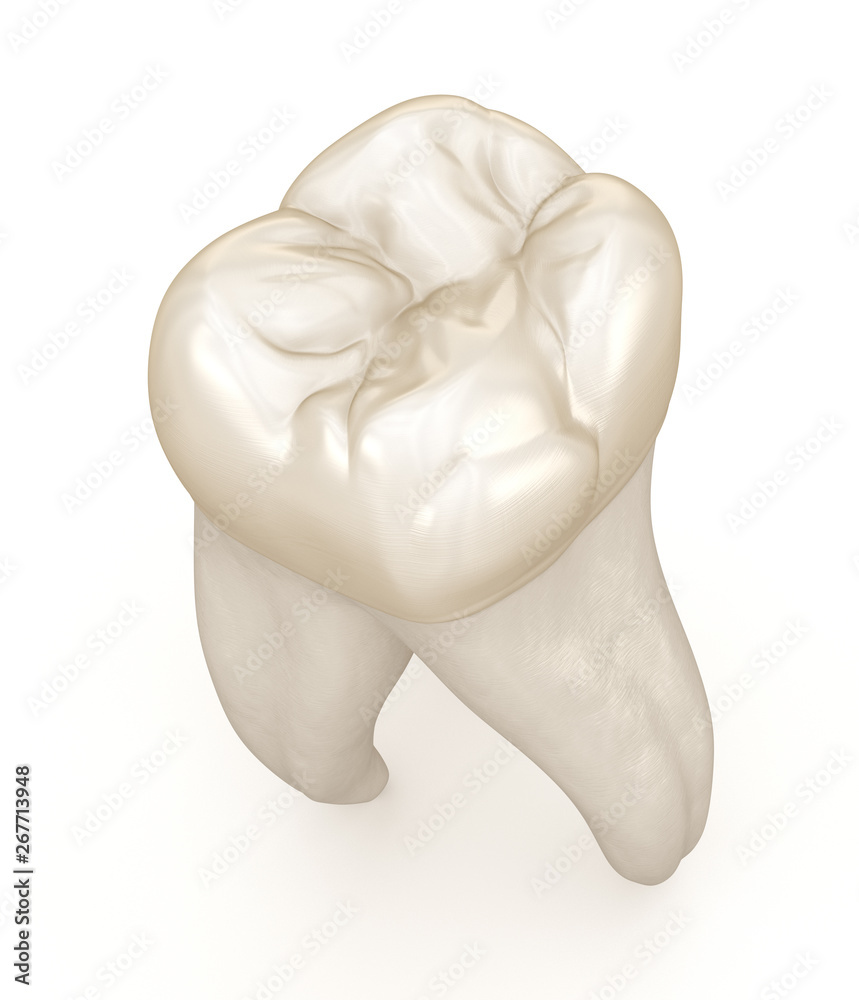 Poster Dental anatomy - First maxillary molar tooth – Wall Art | UkPosters