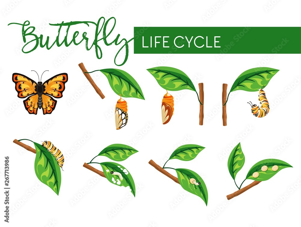 Insect butterfly life cycle larva transformation isolated stages Stock ...