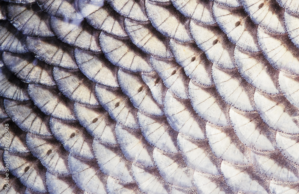 Fotka „Fish (Ide, Leuciscus idus) scales close-up. The row of lateral ...