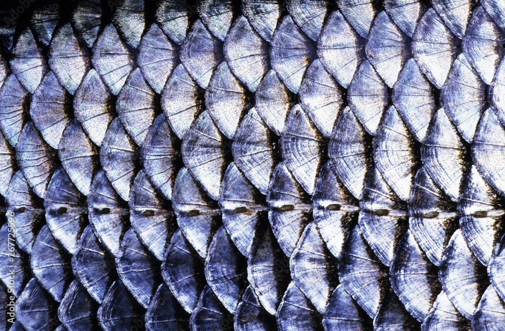 Fish (Roach, Rutilus rutilus) scales close-up. The row of lateral line ...