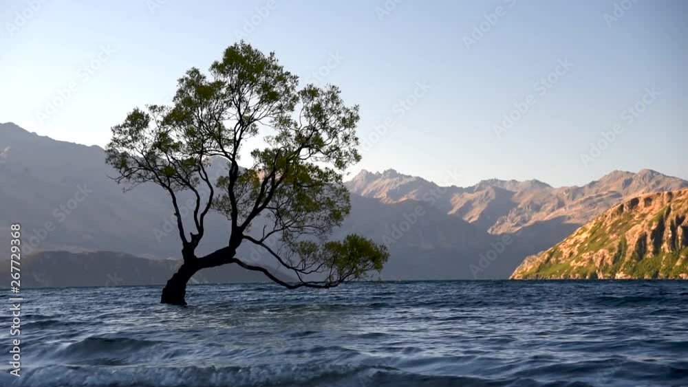 Close-up of Wanak Tree with of the sunrise lit mountains in the ...