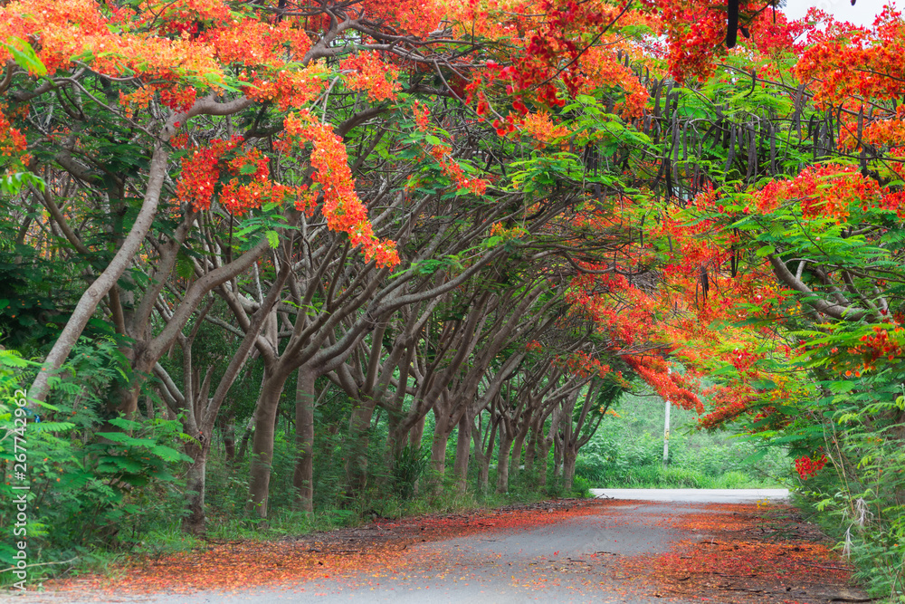 Scene of Flame Tree, Royal Poinciana Stock Photo | Adobe Stock