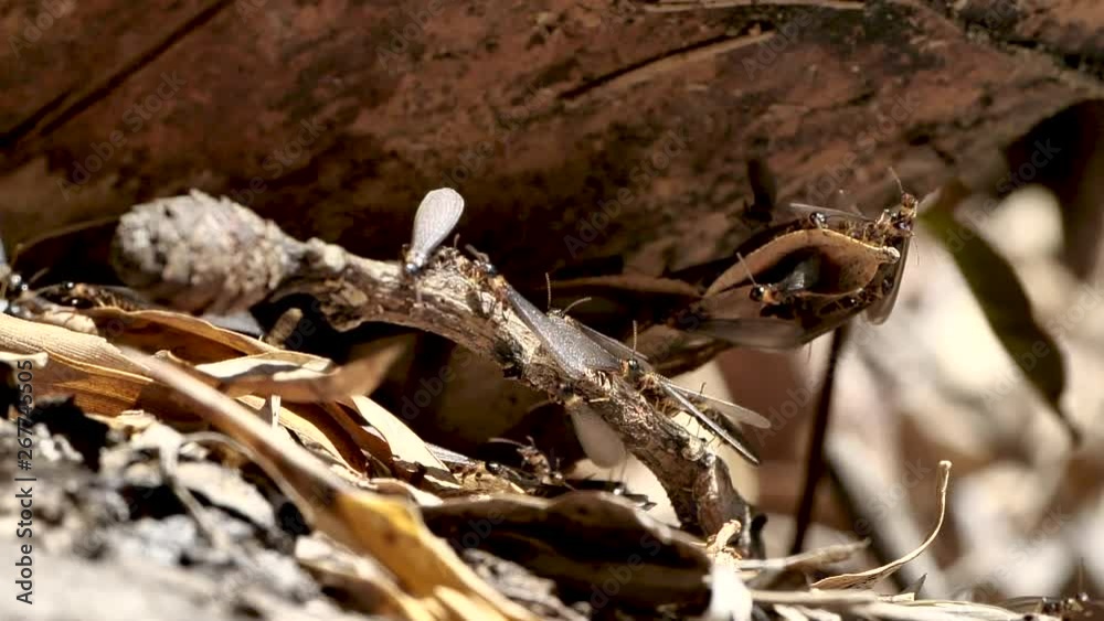 Nuptial flight is an important phase in the reproduction of most ant ...