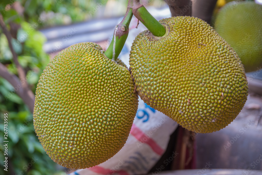 jackfruit, jackfruit from Thailand, big jackfruit Stock Photo | Adobe Stock