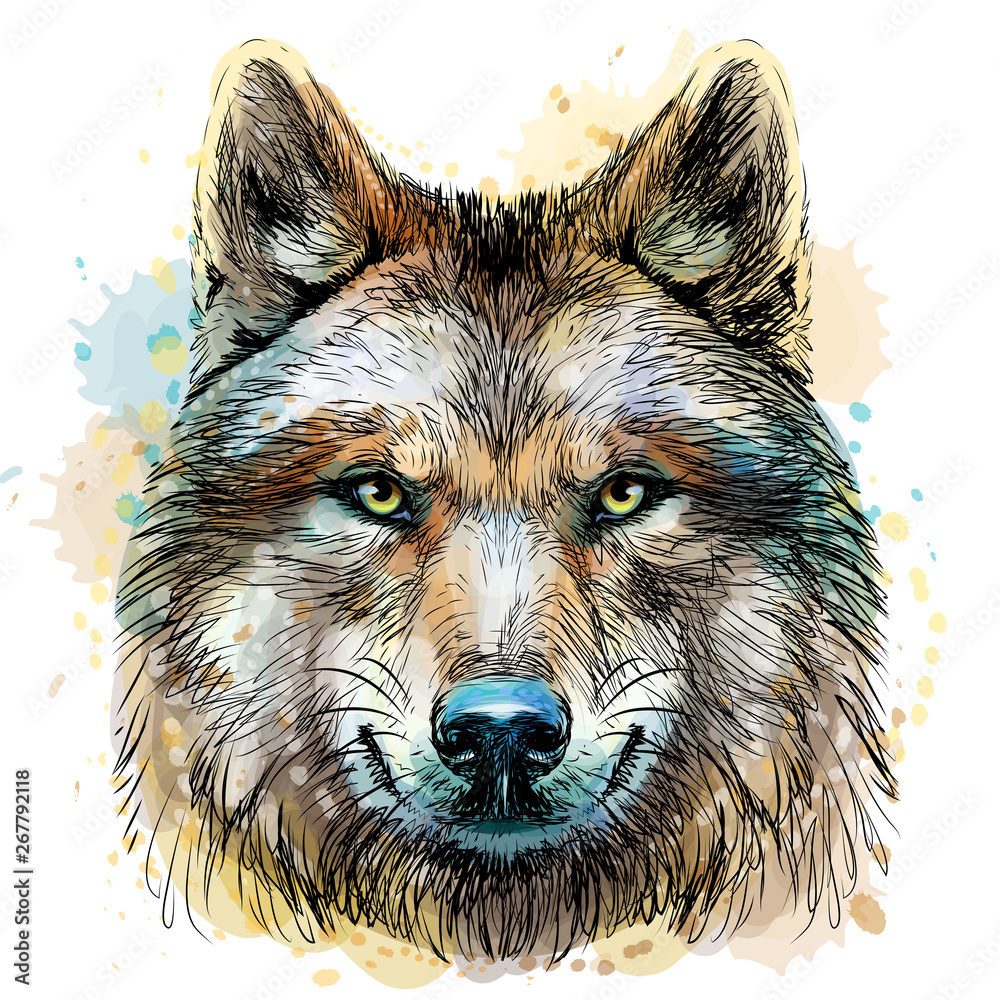 Sketchy, graphical, color portrait of a wolf head on a white background ...