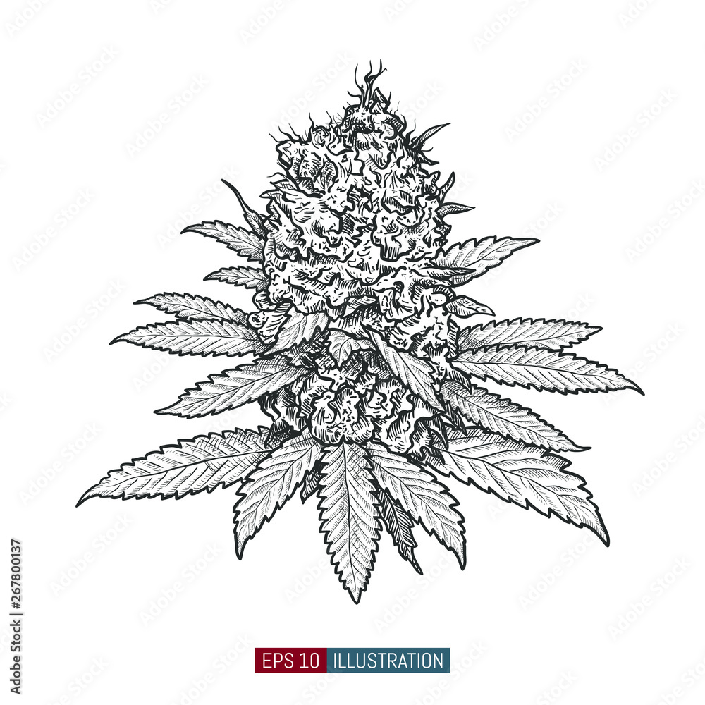Vecteur Stock Hand drawn marijuana. Leaves and buds. Cannabis buds ... Vecteur Stock Hand drawn marijuana. Leaves and buds. Cannabis buds ...