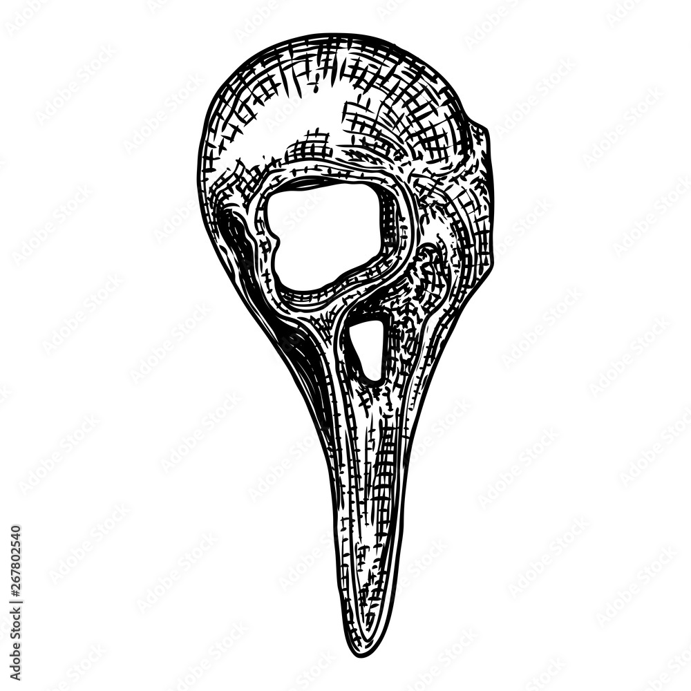 Crow skull. Hand drawn bird skull, line art sketch of raven animal head ...