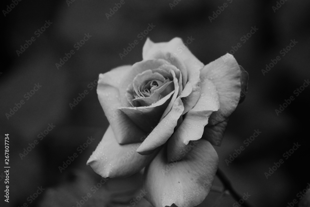 Foto de Rosa rosa en blanco y negro do Stock | Adobe Stock