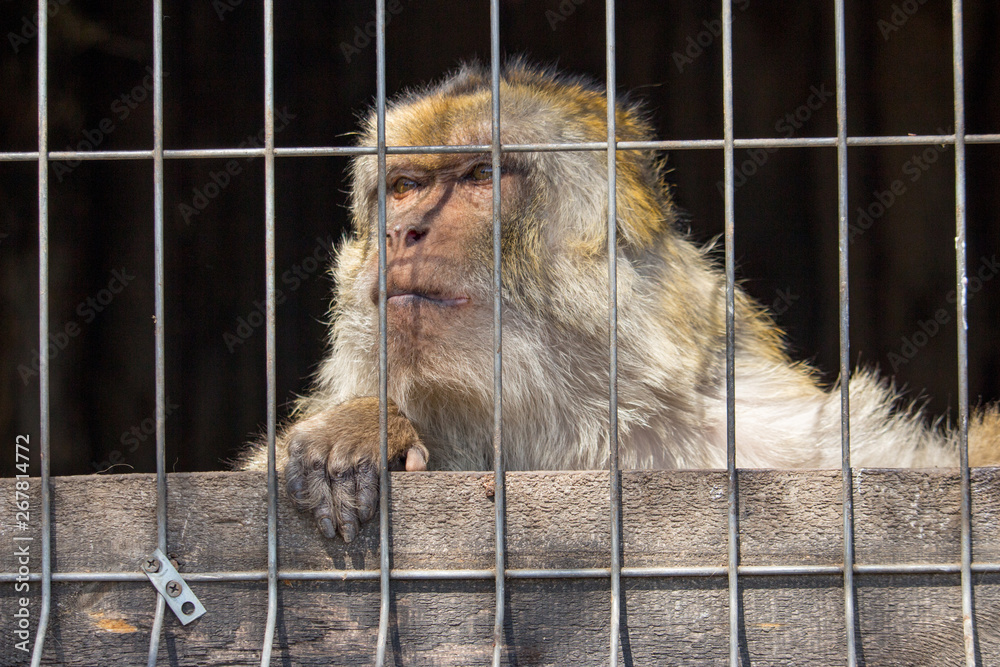 Sad monkey in cage at zoo. Lonely macaque in cell looking forward ...