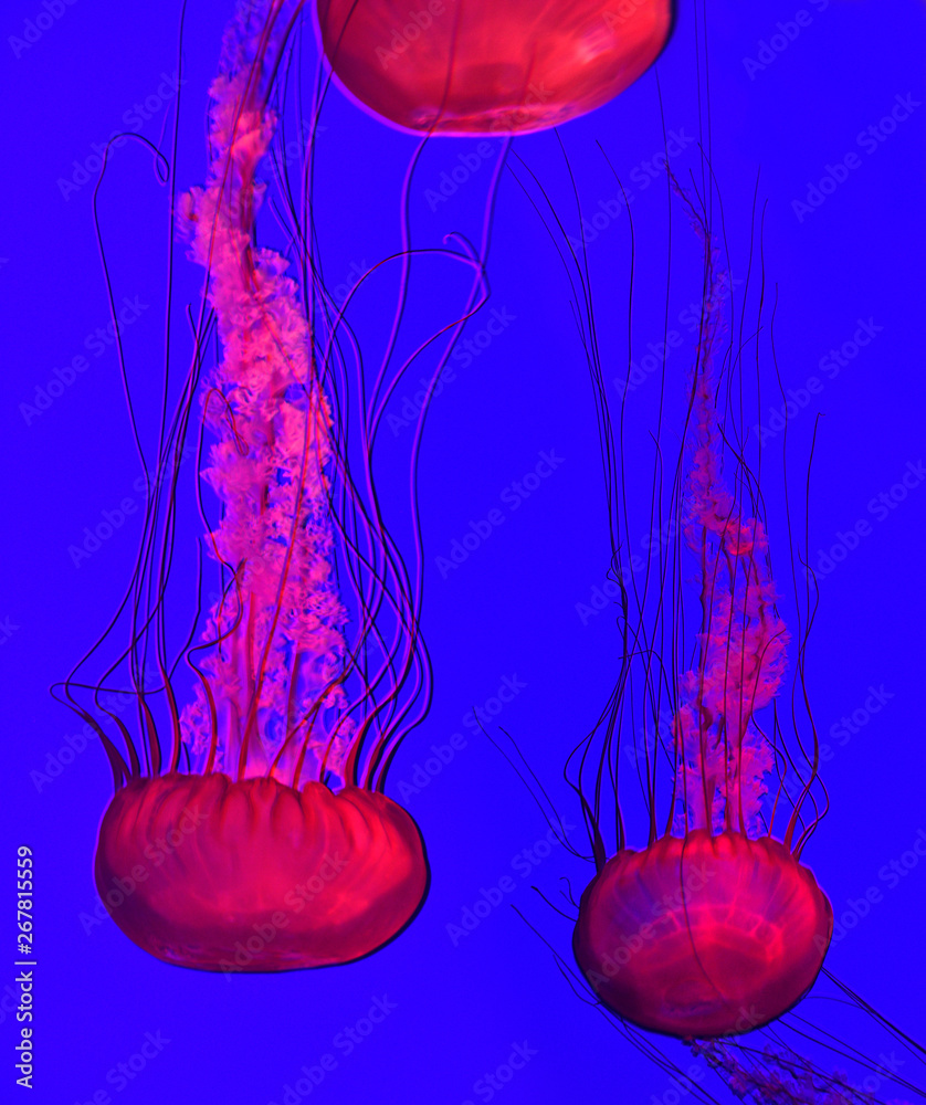 Pacific sea nettles in red light with long stinging tentacles swimming ...