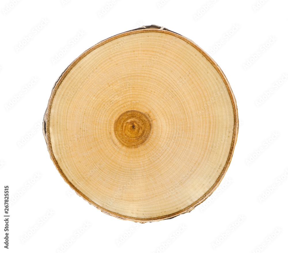 Cut piece of wood slice with tree rings isolated on white background ...