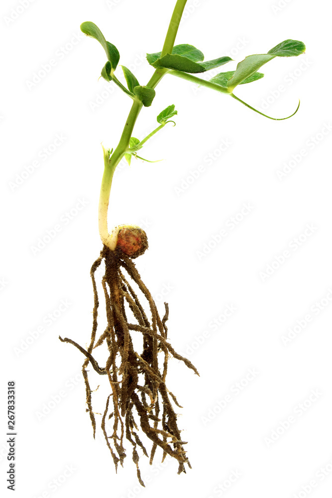 Root Of Plant With Seed