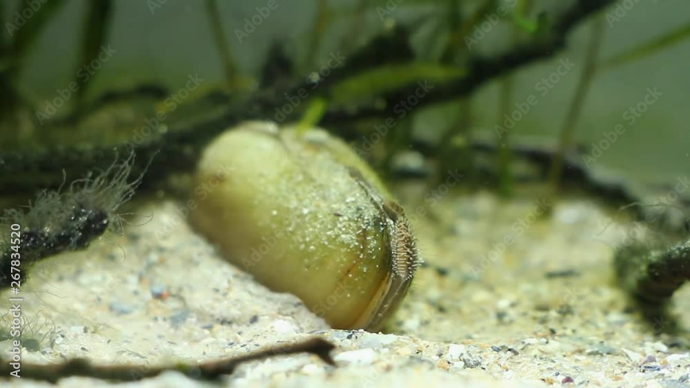 Rhodeus amarus, European bitterling, wide-spread wild small freshwater ...