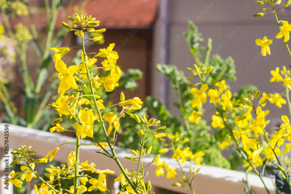 Yellow flowers of an organic heirloom Tuscan kale in bloom, edible ...
