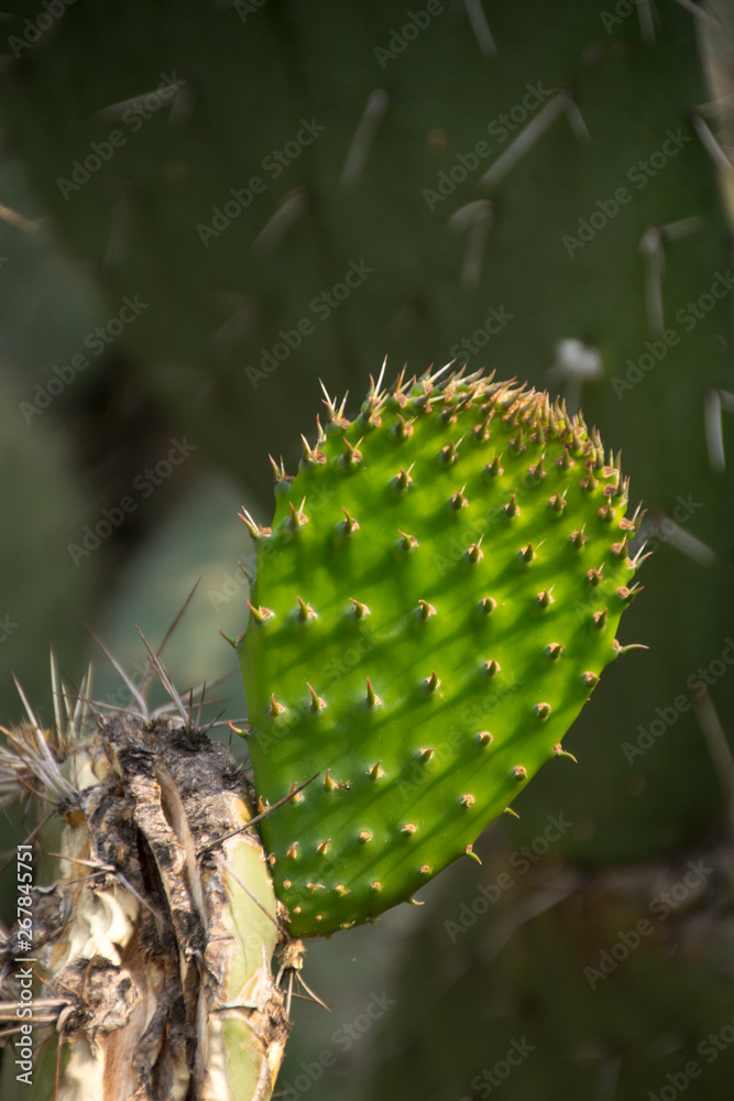 hojas de nopal maduras y tiernas con espina Stock Photo | Adobe Stock