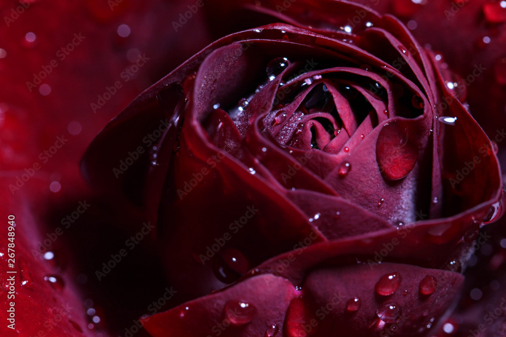 Abstract floral macro background, burgundy rose with raindrops Stock ...
