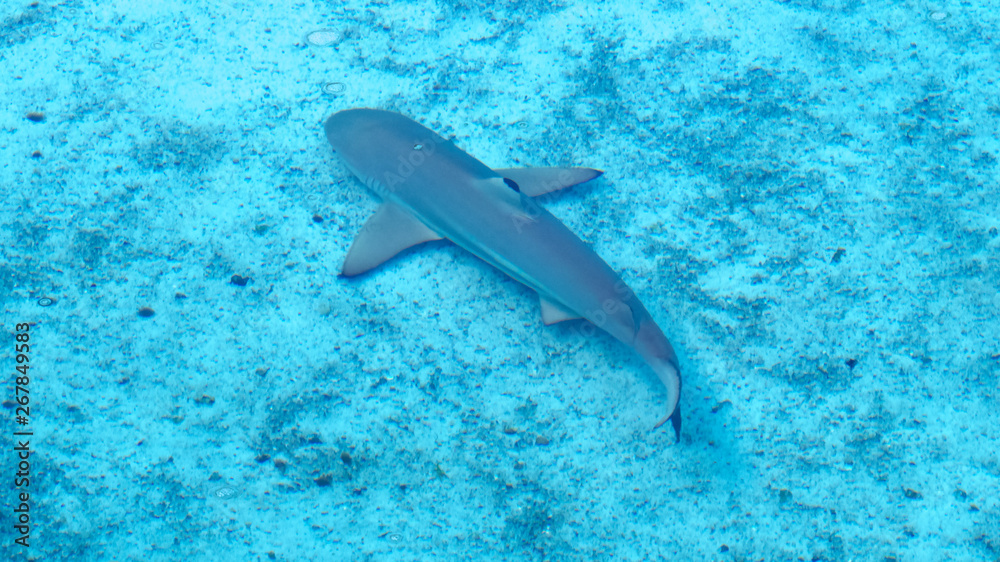 Grey shark swimming peacefully close to the sand in the warm shallow ...