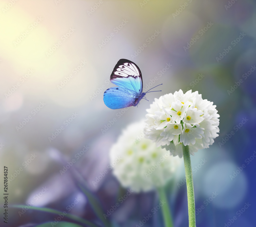 White scope flowers with blue plant background and butterfly Stock ...