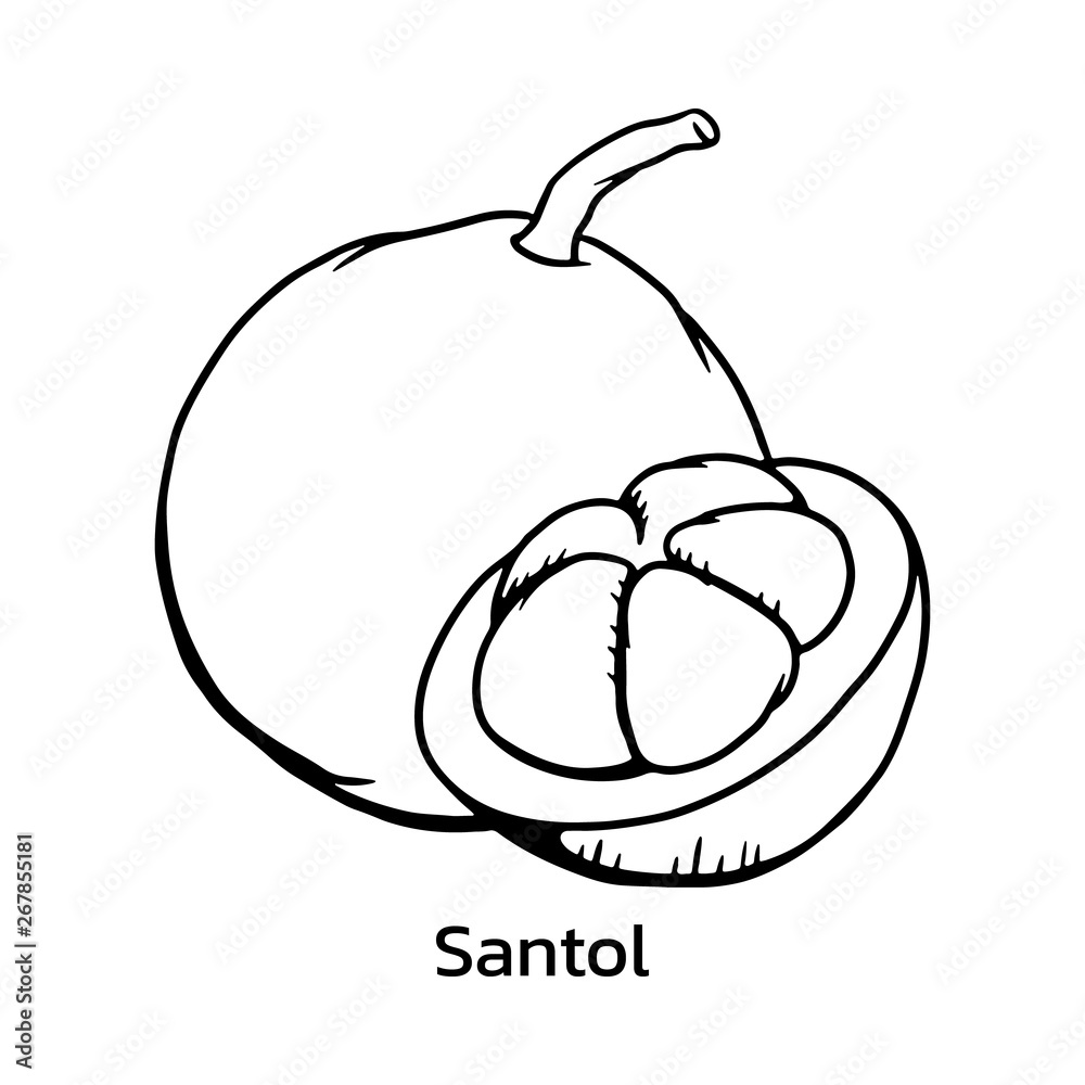 Santol vector illustration. Santol line drawing Stock Vector | Adobe Stock