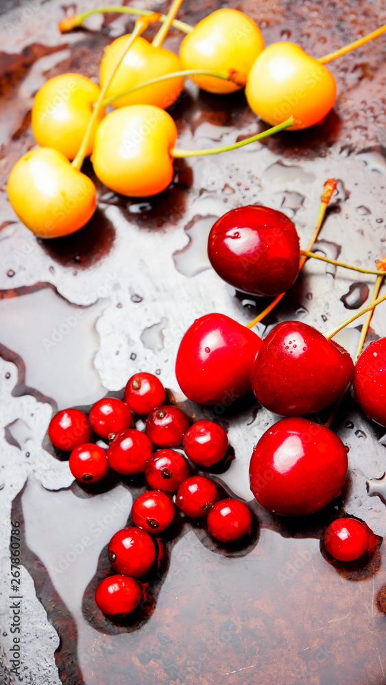 Red and yellow cherries in water drops. Fresh cherries on dark ...