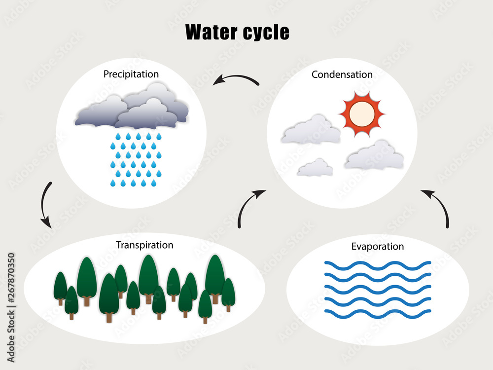 Vetor de Diagram of water cycle vector ESP10 do Stock | Adobe Stock