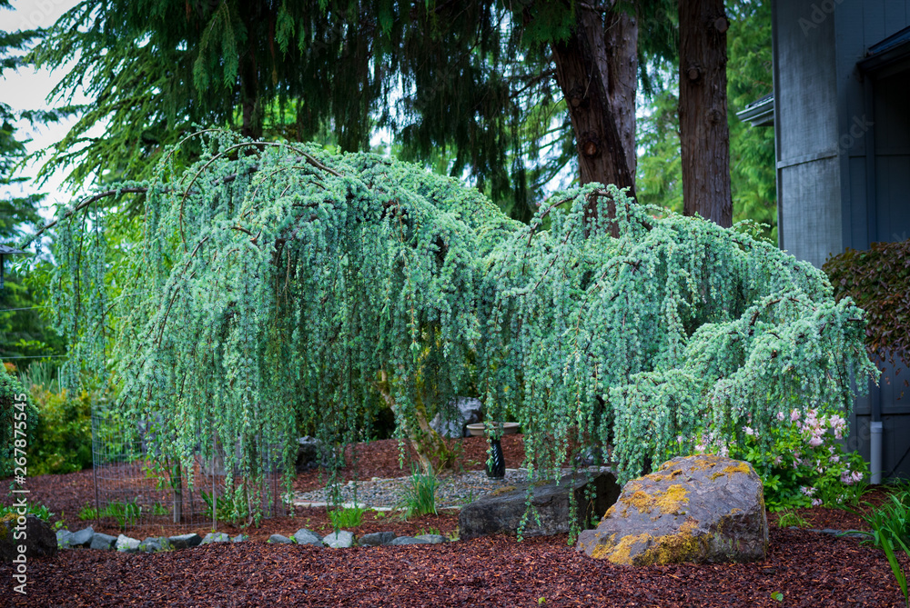 Weeping Evergreen Trees