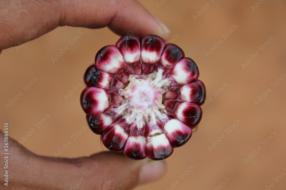 Purple corn ear by cross section that show colors of cob and kernel in ...