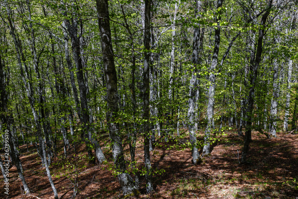 Bosque de hayas durante la primavera. Fagus sylvatica. Stock Photo ...