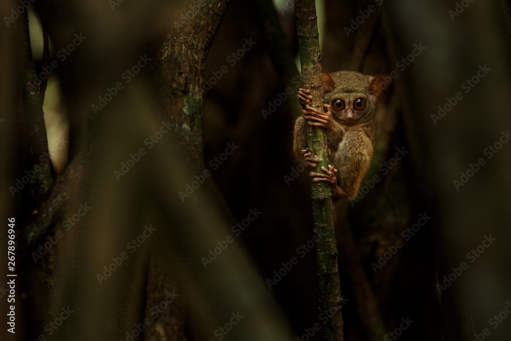 Spectral Tarsier, Tarsius, portrait of rare endemic nocturnal mammal ...