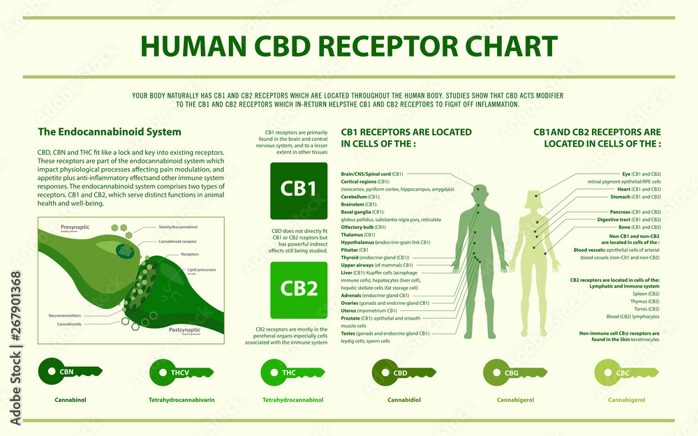 Human CBD Receptor Chart - Endocannabinoid System horizontal ...