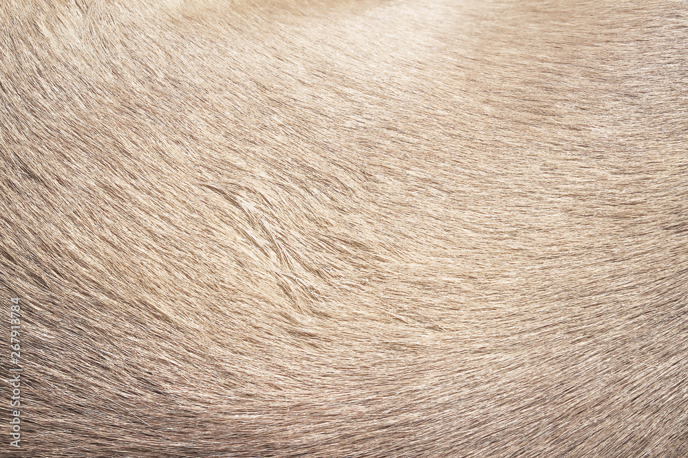 Brown dog fur patterns texture for background Stock Photo | Adobe Stock