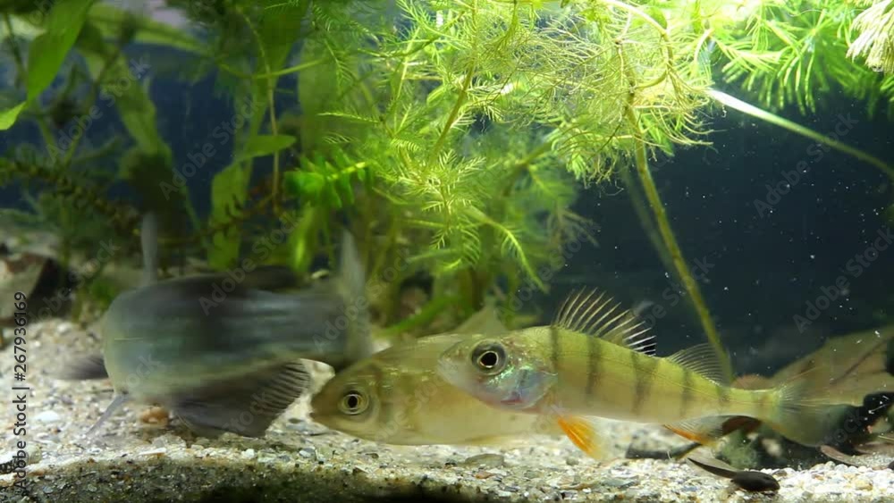 Vídeo do Stock: juvenile freshwater fishes channel catfish, Ictalurus ...