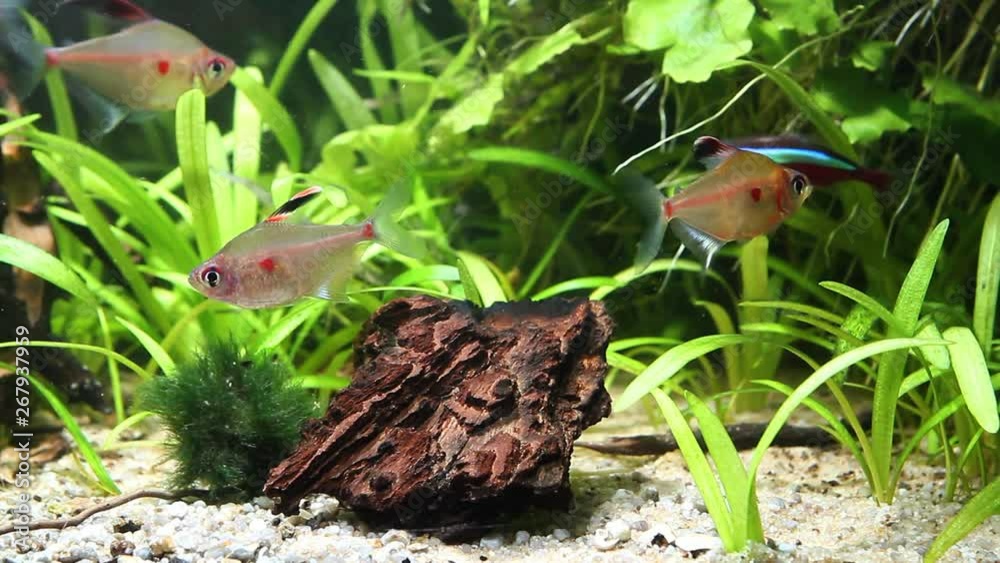 group of adult bleeding heart tetras, Hyphessobrycon socolofi, wild ...