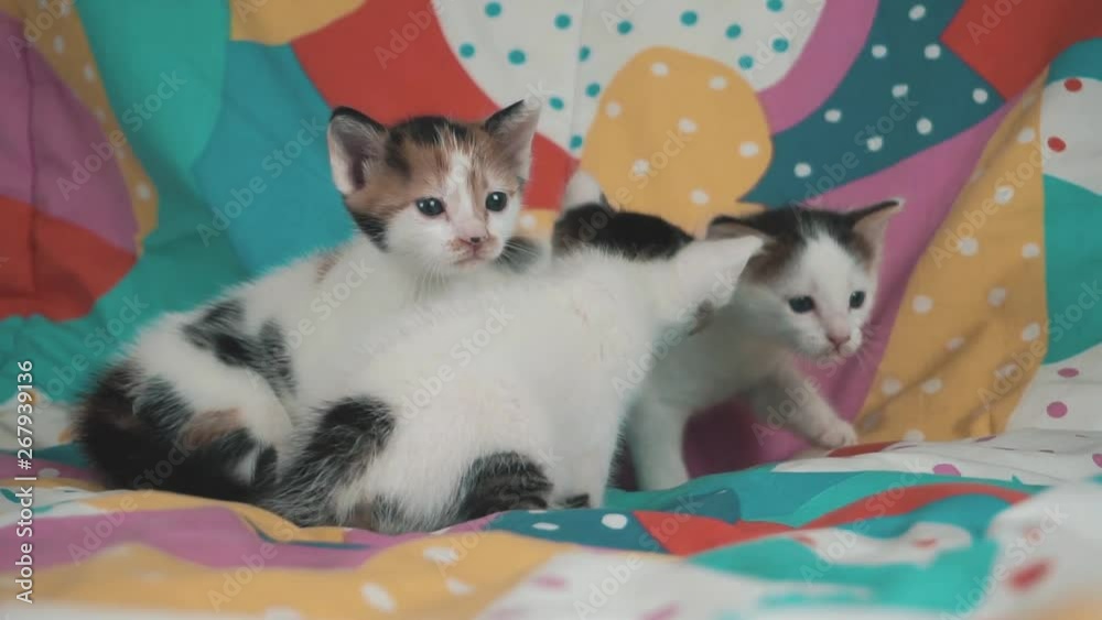 Three cute kitten is playing together on bed. Group of baby white cat ...