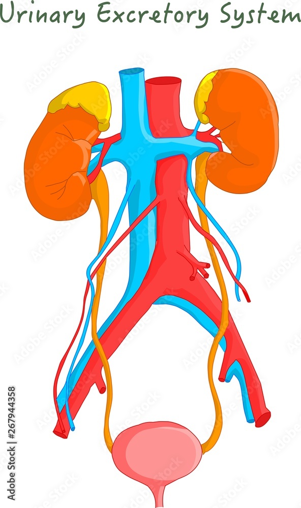 Urinary Excretory System Kidneys. urinary. Drawing vector Stock Vector ...