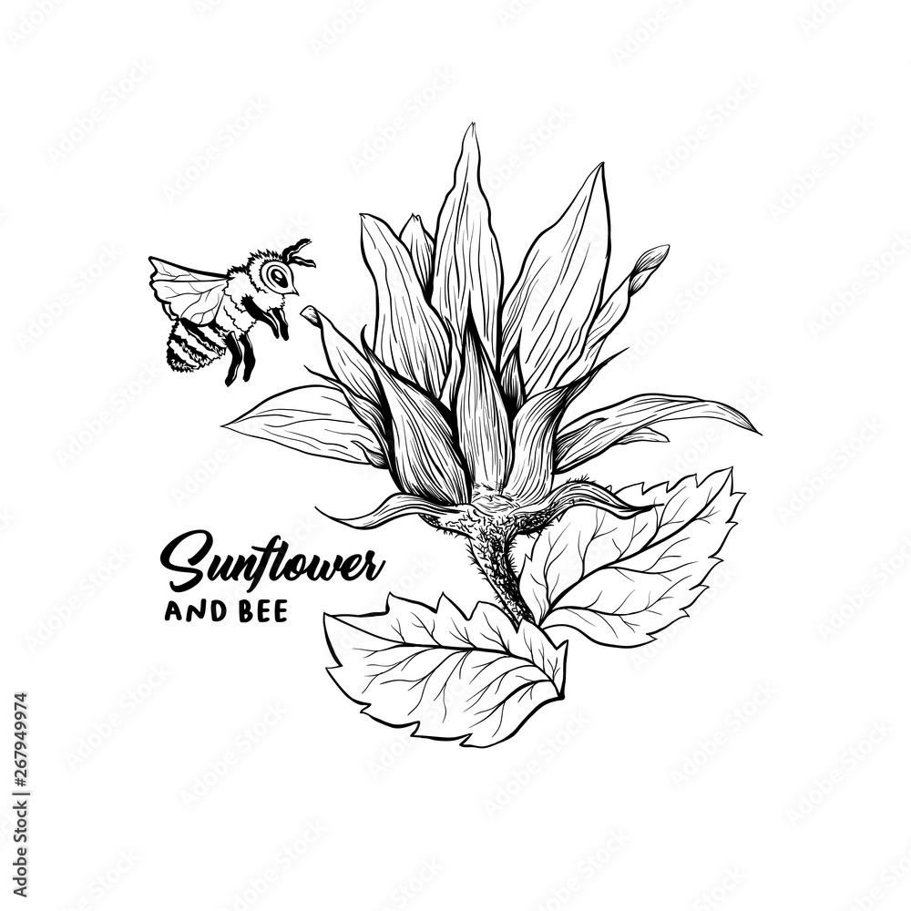 Honey bee on young flower bud, hand drawn vector illustration. Floral ...