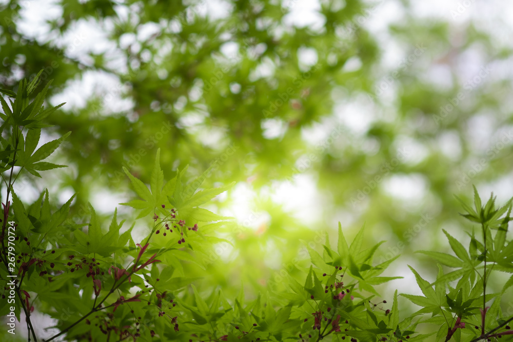 Close up beautiful view of nature little maple green leaves on blurred ...