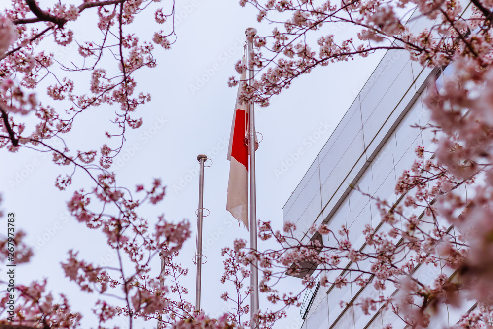 Flag of Japan through sakura trees Stock Photo | Adobe Stock