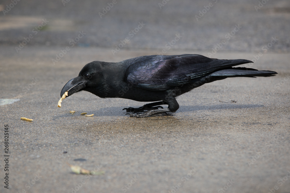 Black Japan crow eating French fries at the street of Kyoto Stock Photo ...