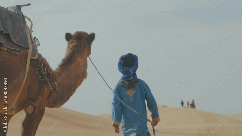 Line of camels with saddles and harnesses being led through the Sahara ...