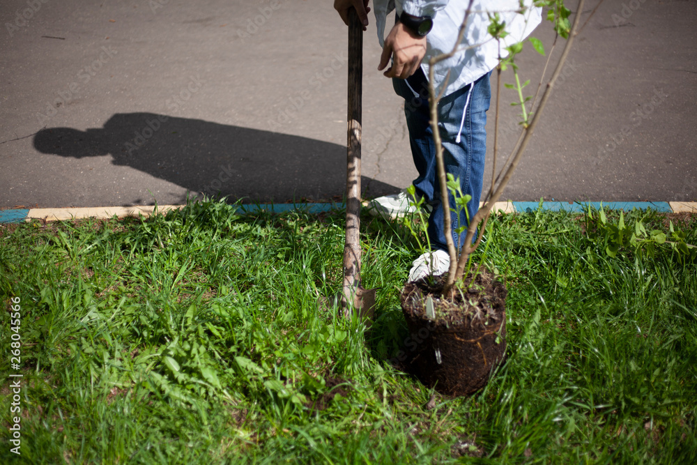 Work planting trees. A gardener plants a tree in the hole from the ...